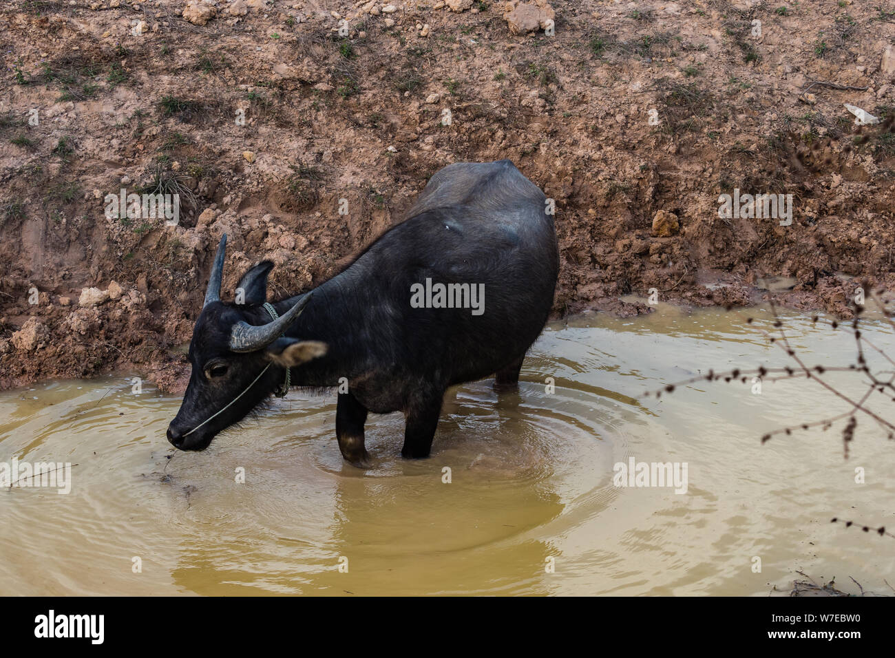Wild buffaloes in the waters of the Mekong river on the 4000 islands ...
