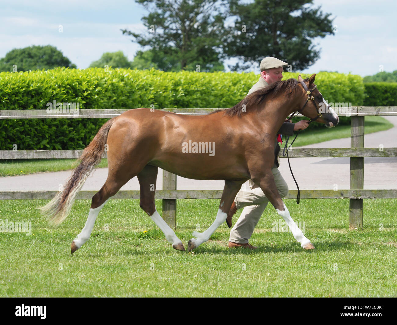 Horse, head, plait hi-res stock photography and images - Alamy
