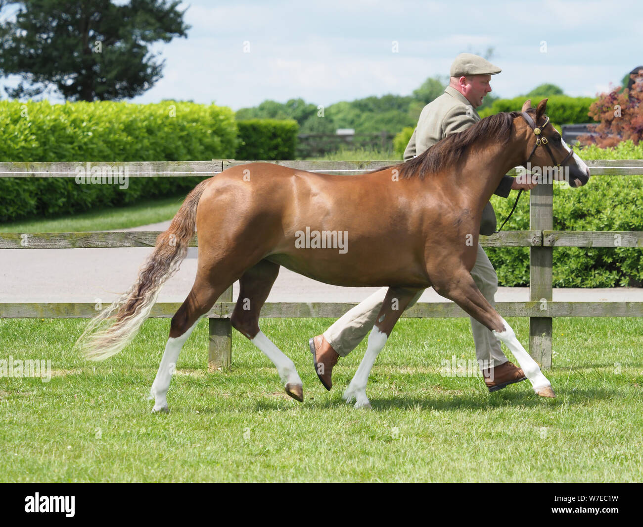Horse trotted hi-res stock photography and images - Alamy