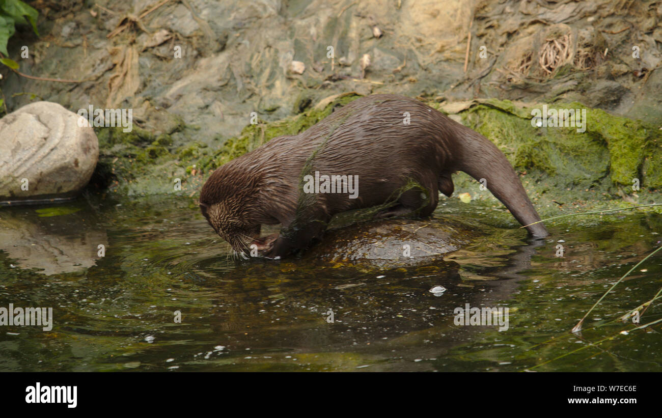 London WWT Wetland Centre animals Stock Photo - Alamy