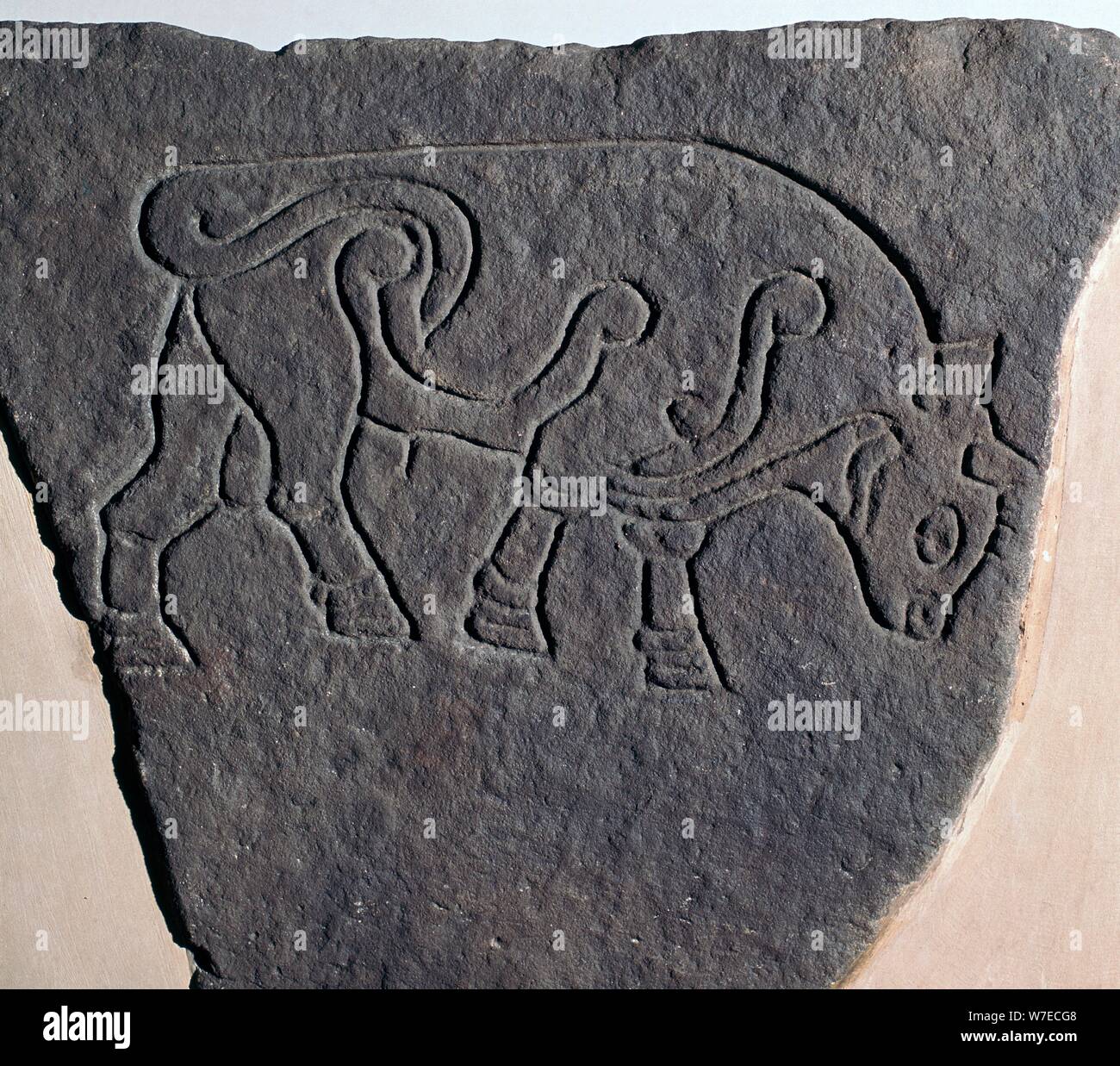 Pictish incised stone with a bull motif, 6th century. Artist: Unknown ...