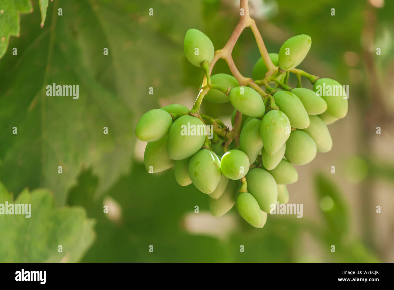 Small bunches of young green grapes with leaves in the garden Stock ...