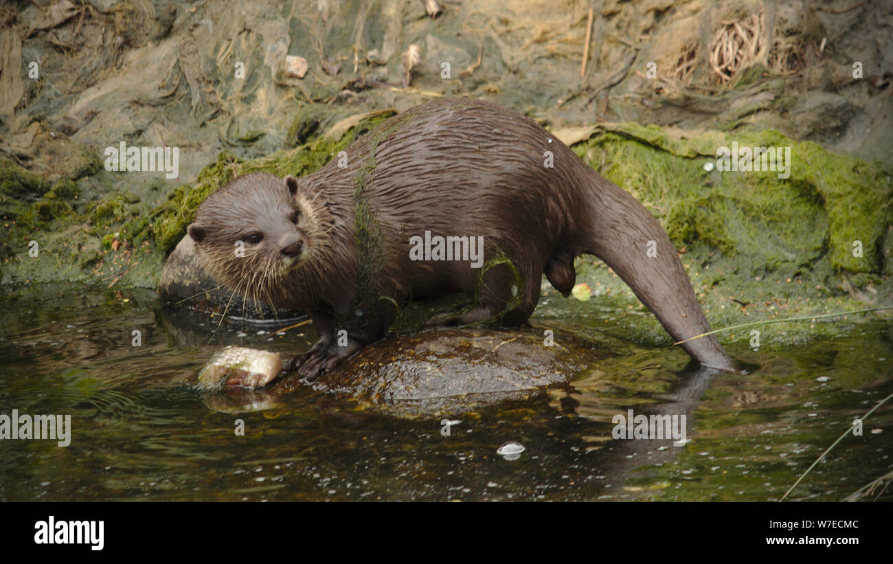 London WWT Wetland Centre animals Stock Photo - Alamy