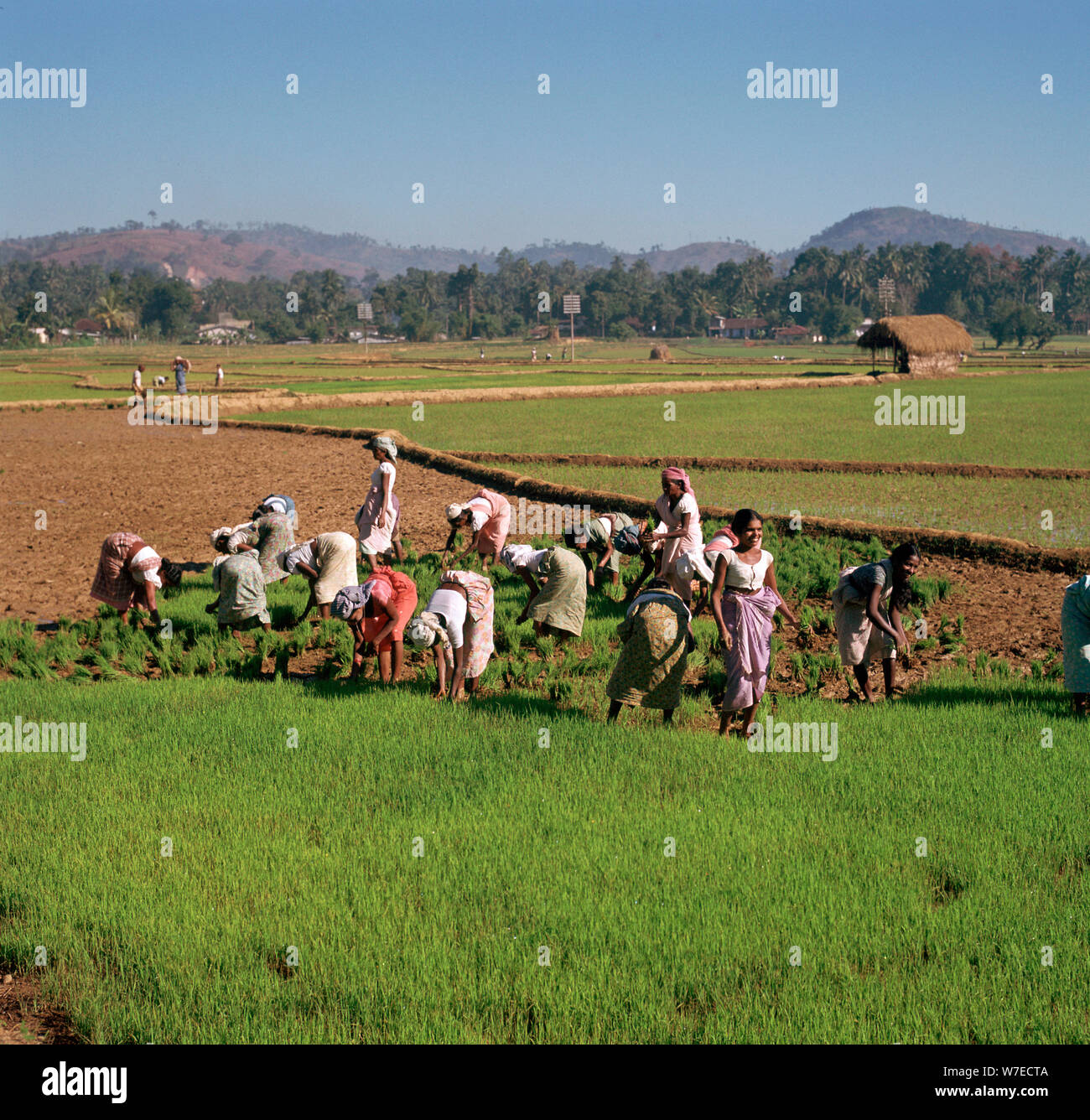 Sri lanka kandy rice field hi-res stock photography and images - Alamy