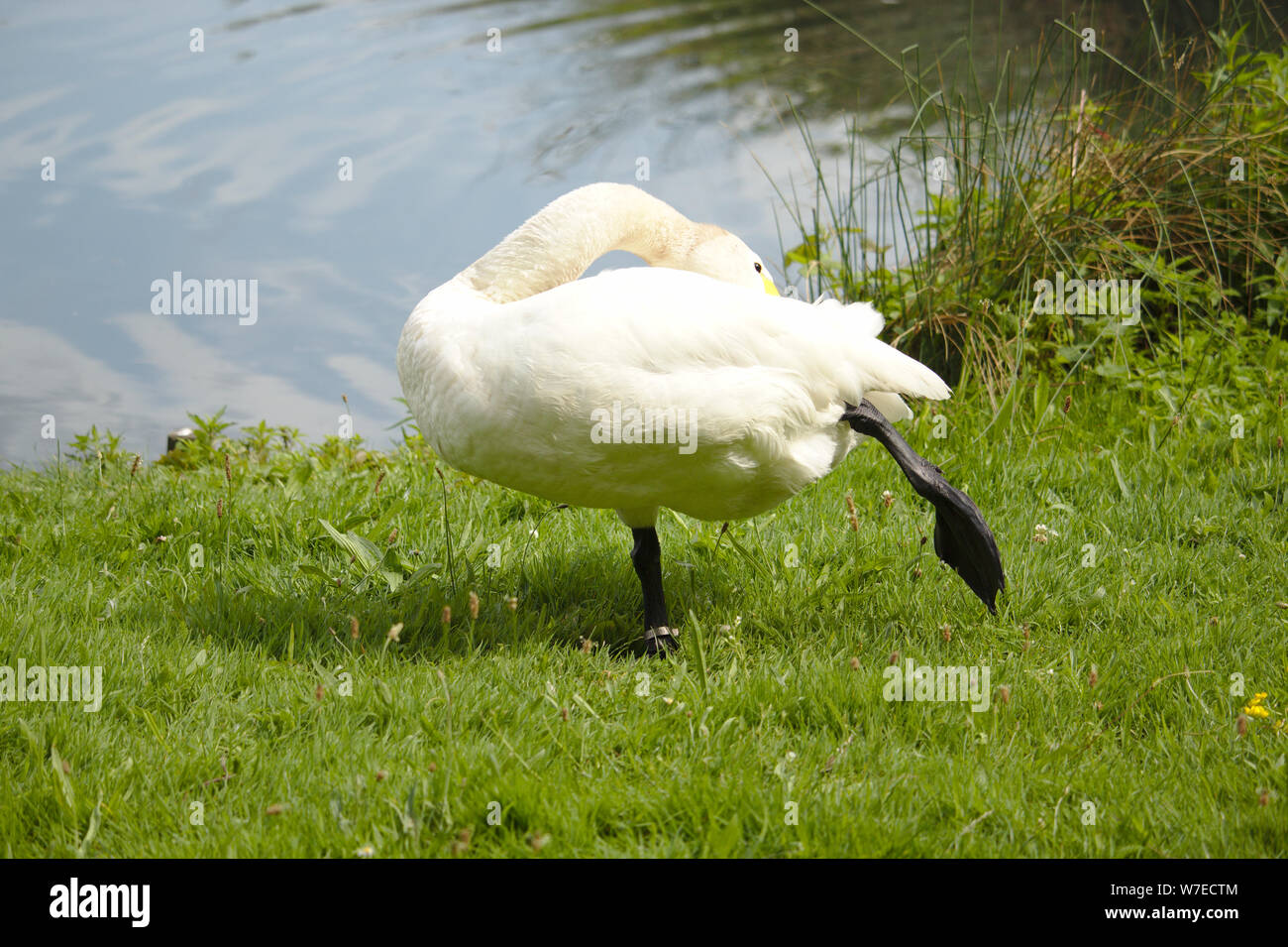 London WWT Wetland Centre animals Stock Photo - Alamy