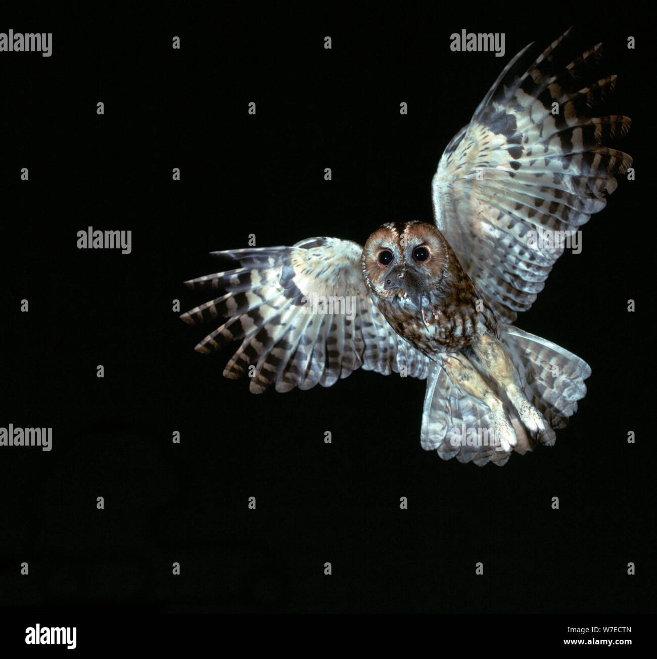 Tawny Owl in flight Stock Photo - Alamy