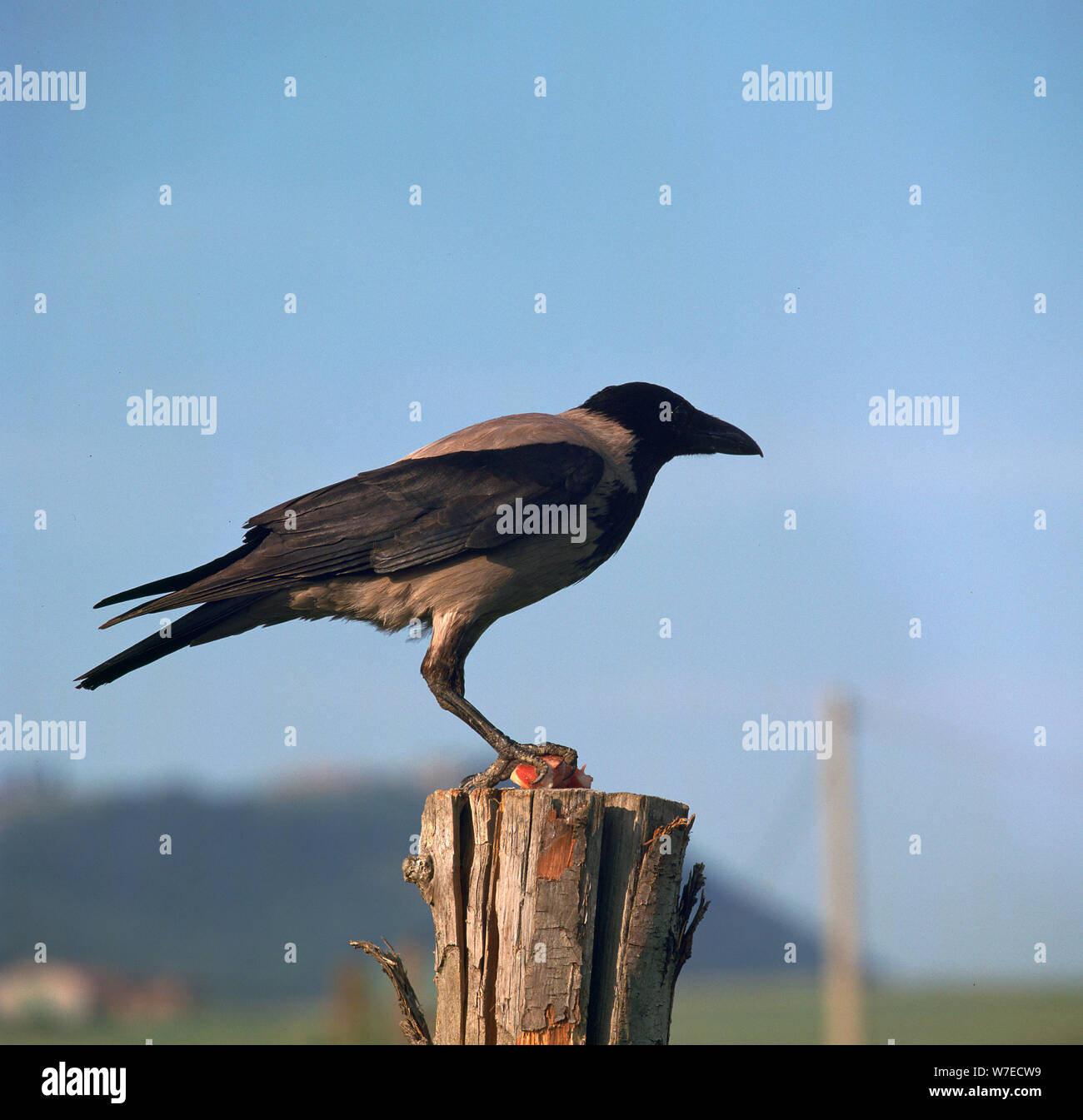 Crow bird birds hi-res stock photography and images - Alamy
