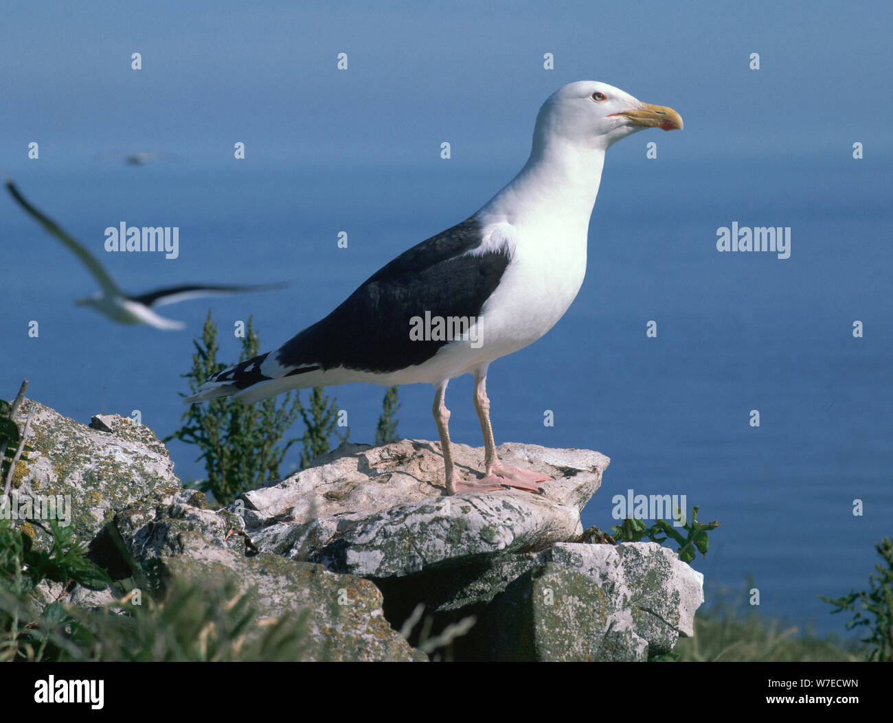 Greater black back gull Stock Photo - Alamy