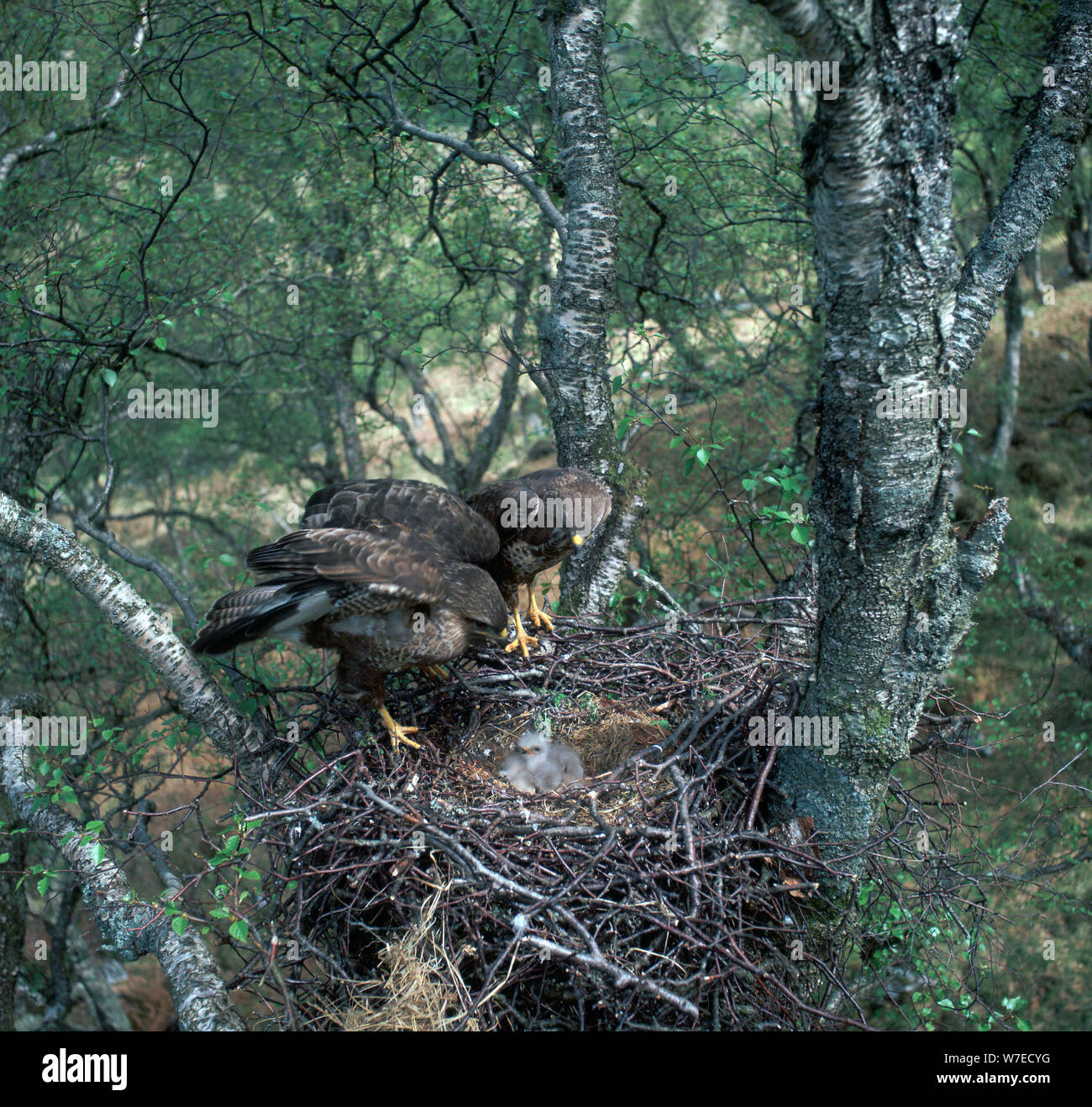 Pair of buzzards hi-res stock photography and images - Alamy
