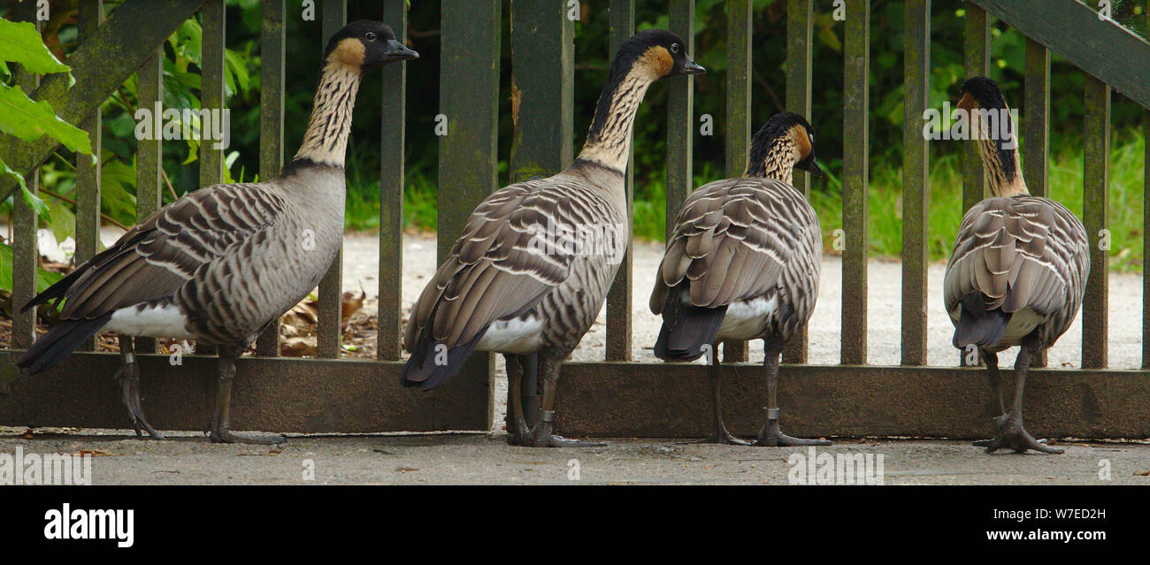 London WWT Wetland Centre animals Stock Photo - Alamy
