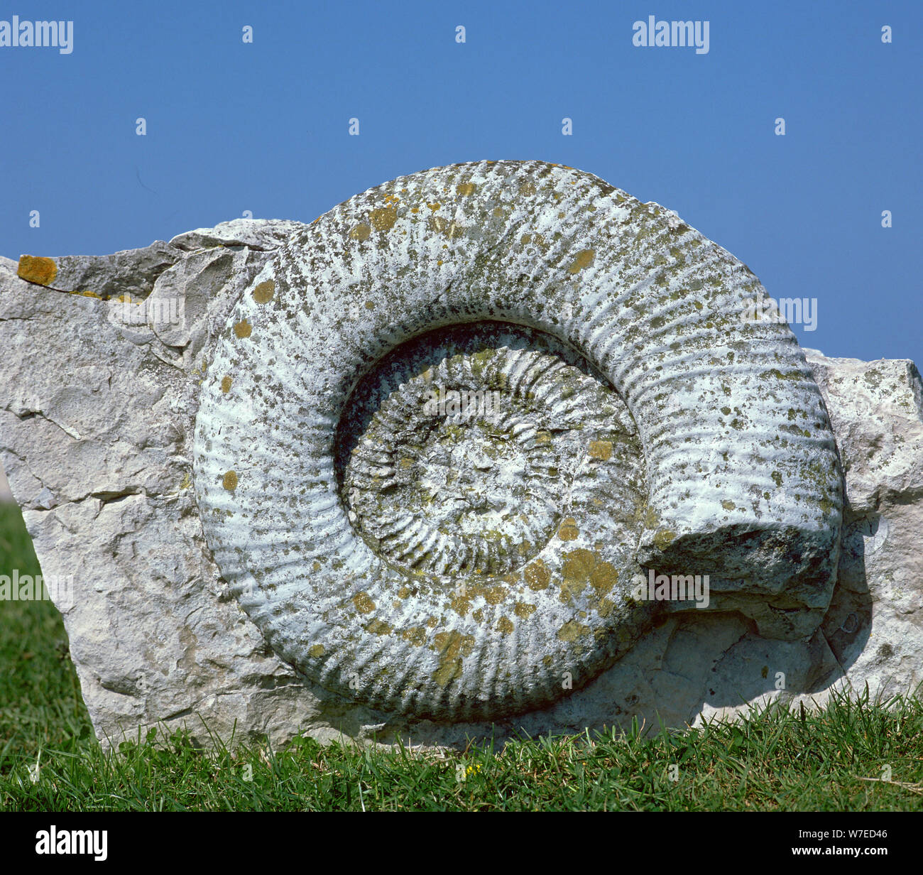 Giant fossil ammonite. Artist: Unknown Stock Photo - Alamy
