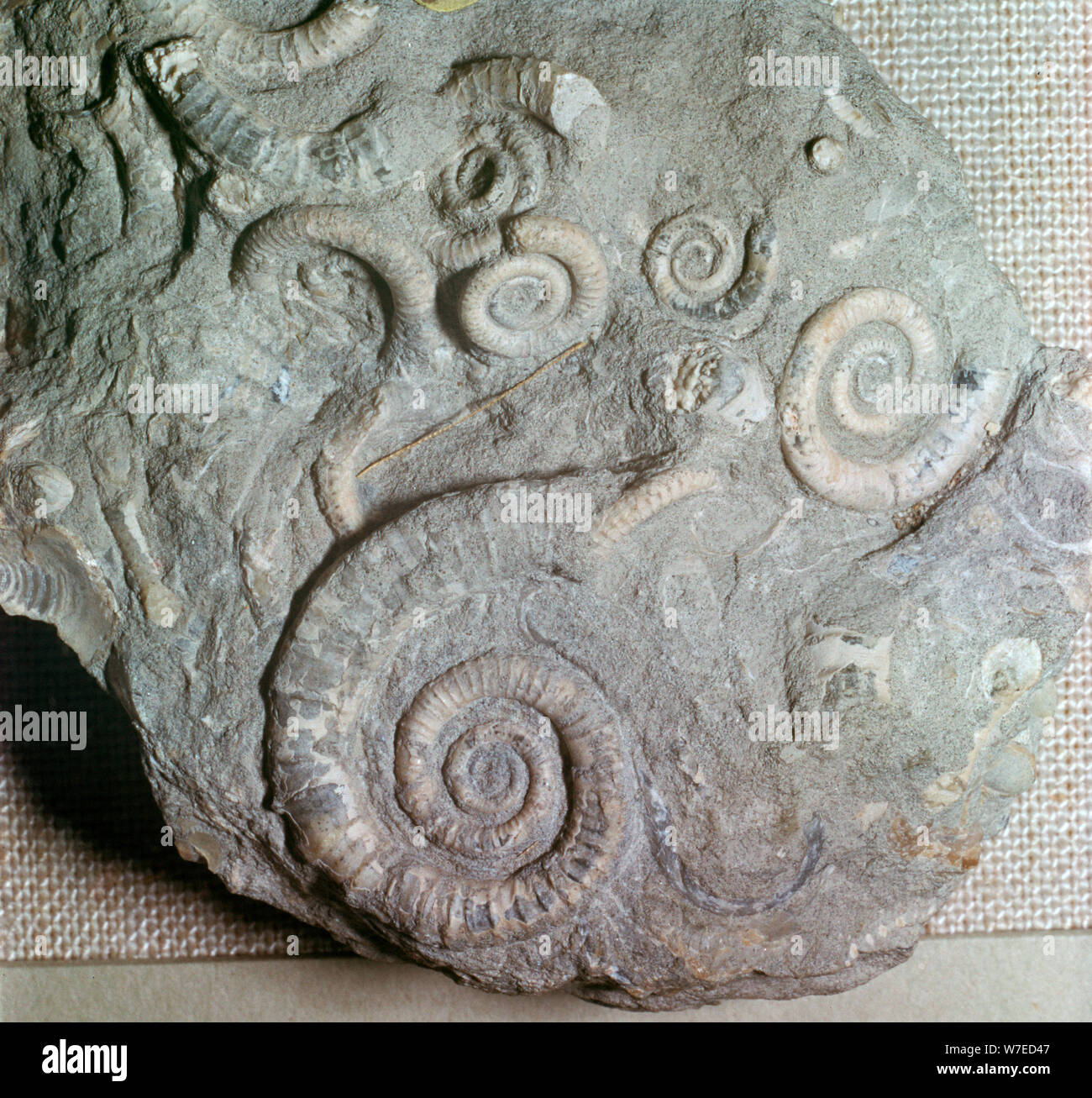 Fossils in Jurassic rocks. Artist: Unknown Stock Photo - Alamy