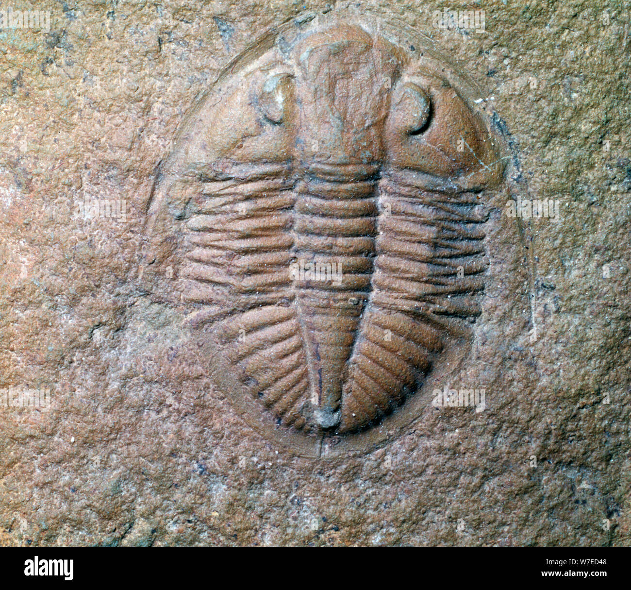 Fossil trilobite hi-res stock photography and images - Alamy