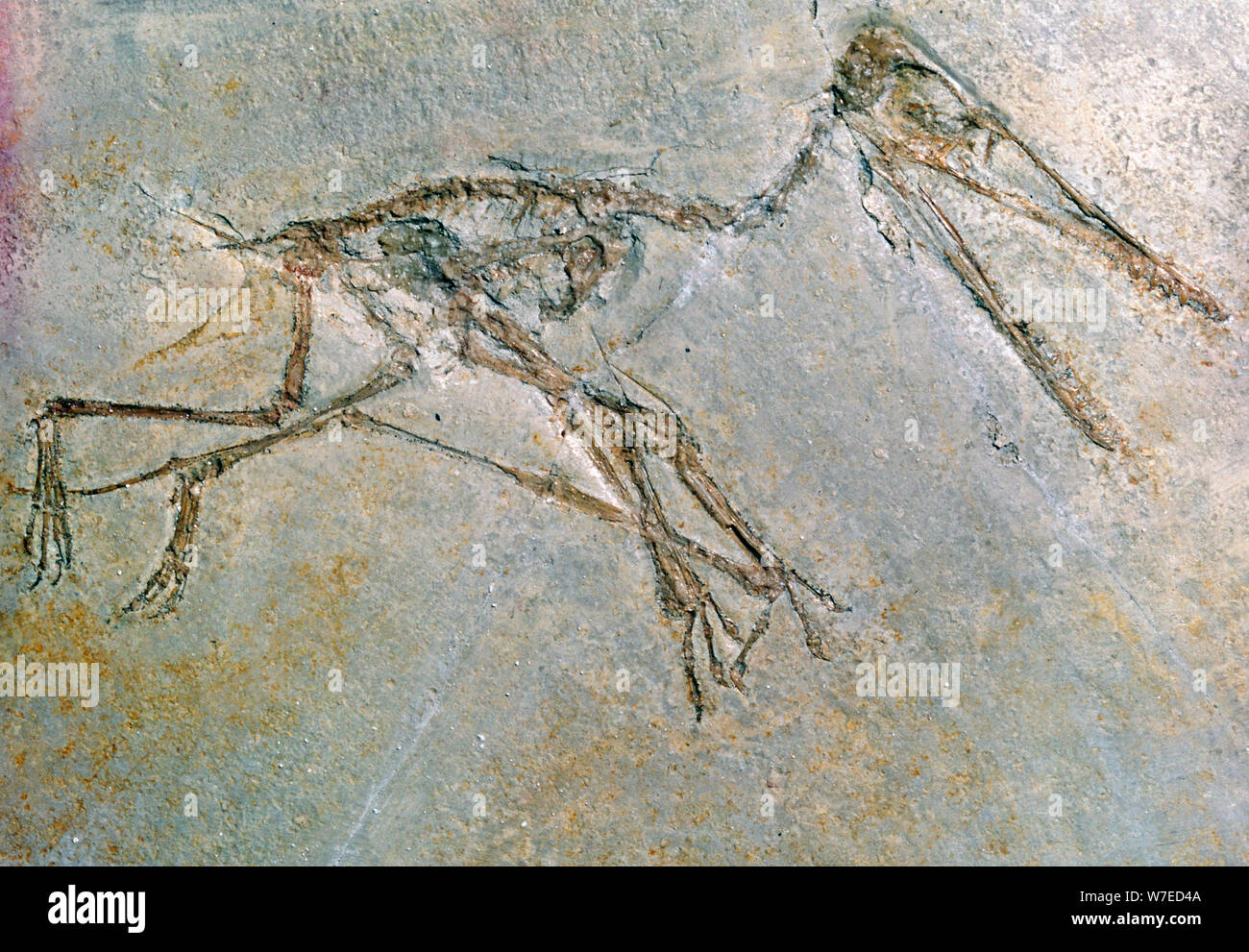 Pterodactyl skeleton hi-res stock photography and images - Alamy