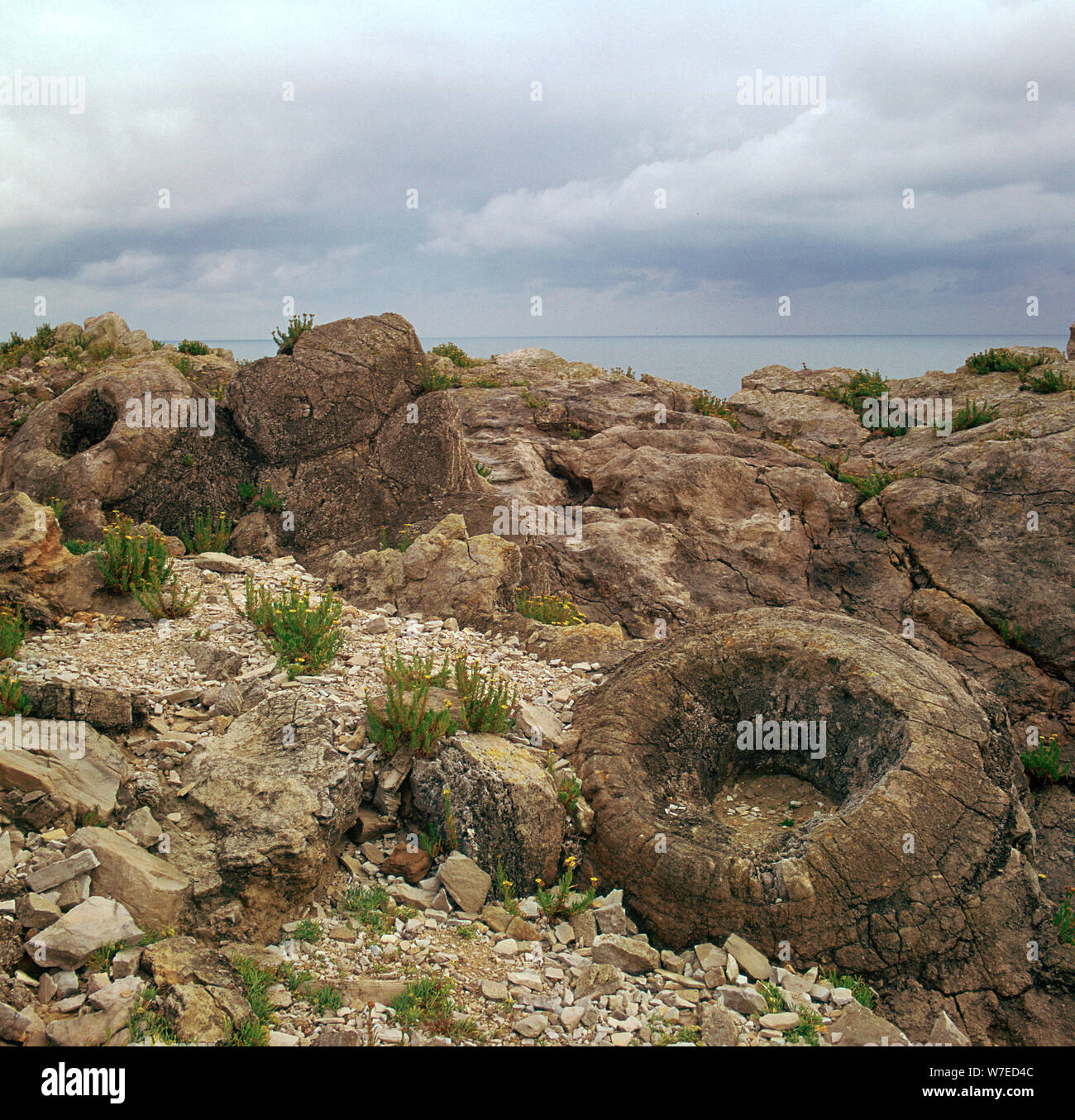 Fossil forest in Dorset. Artist: Unknown Stock Photo - Alamy