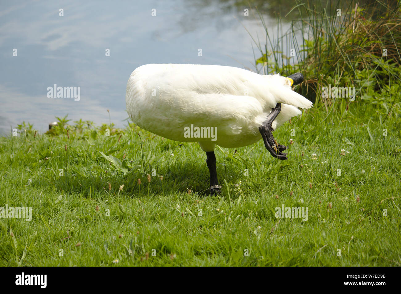 London WWT Wetland Centre animals Stock Photo - Alamy
