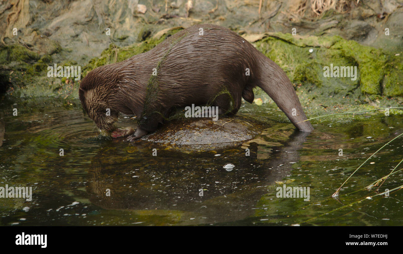 London WWT Wetland Centre animals Stock Photo - Alamy