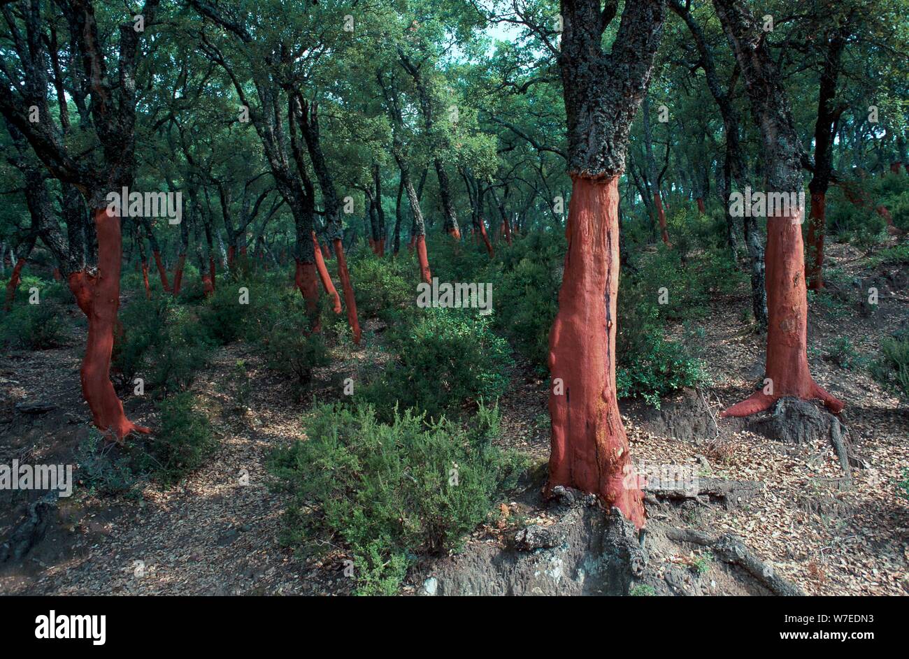 Photograph of oak tree hi-res stock photography and images - Alamy