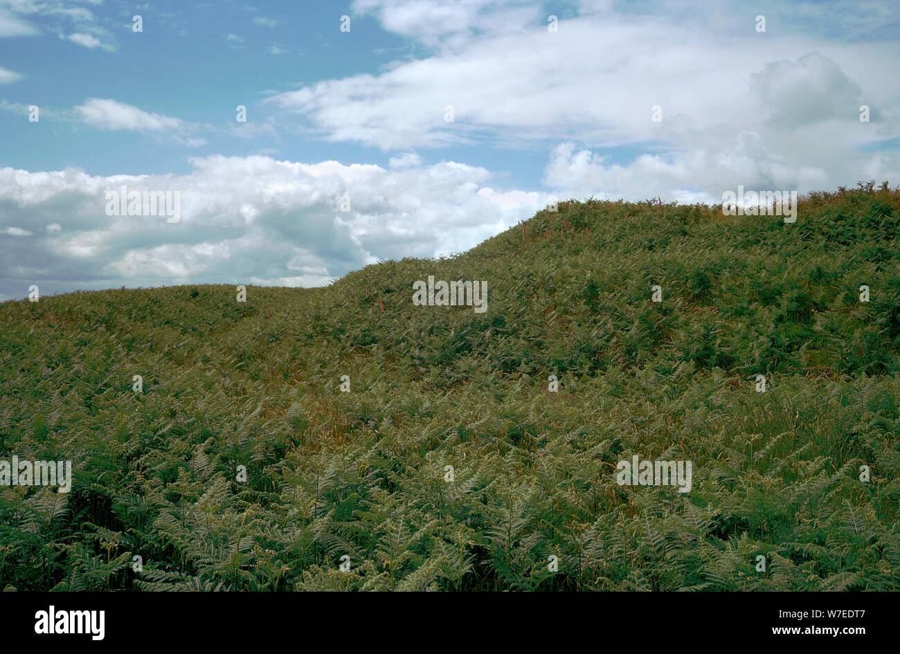 Cranbrook devon hi-res stock photography and images - Alamy