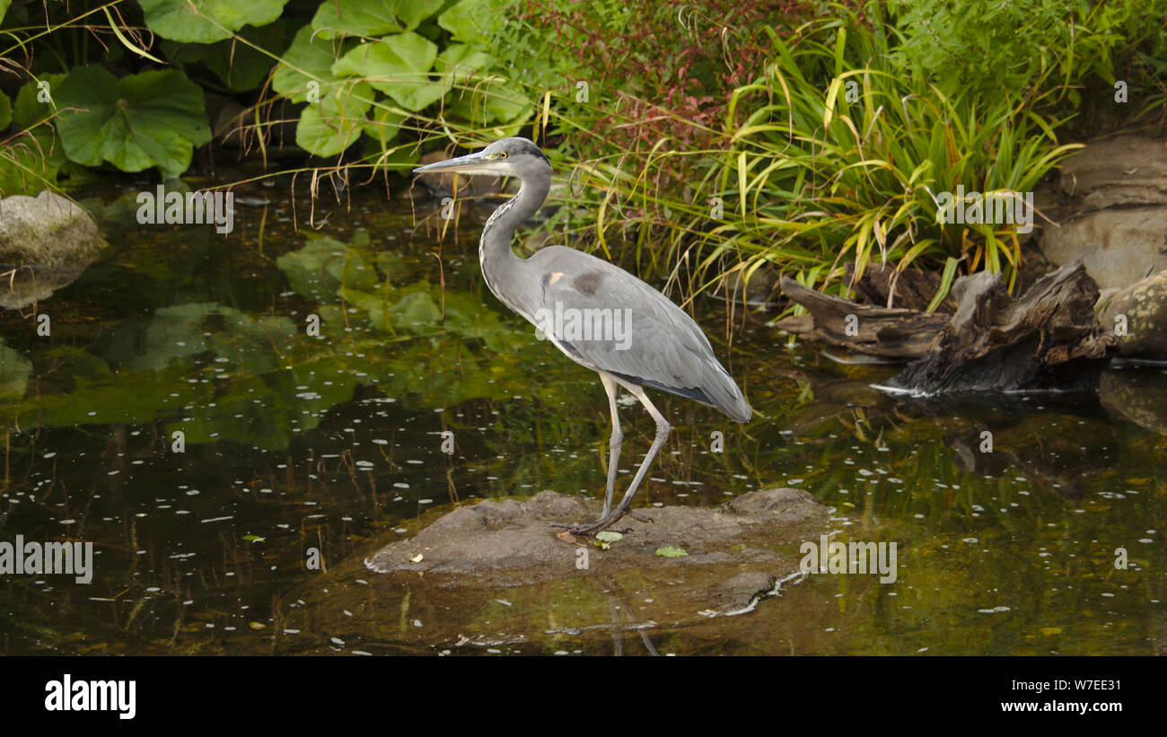 London WWT Wetland Centre animals Stock Photo - Alamy