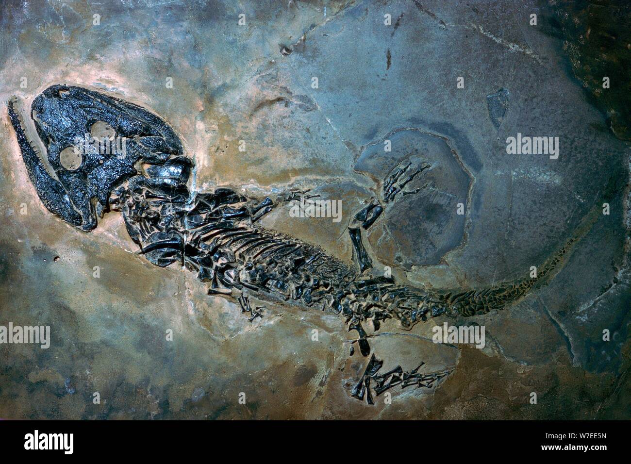Labyrinthodontier fossil. Artist: Unknown Stock Photo - Alamy