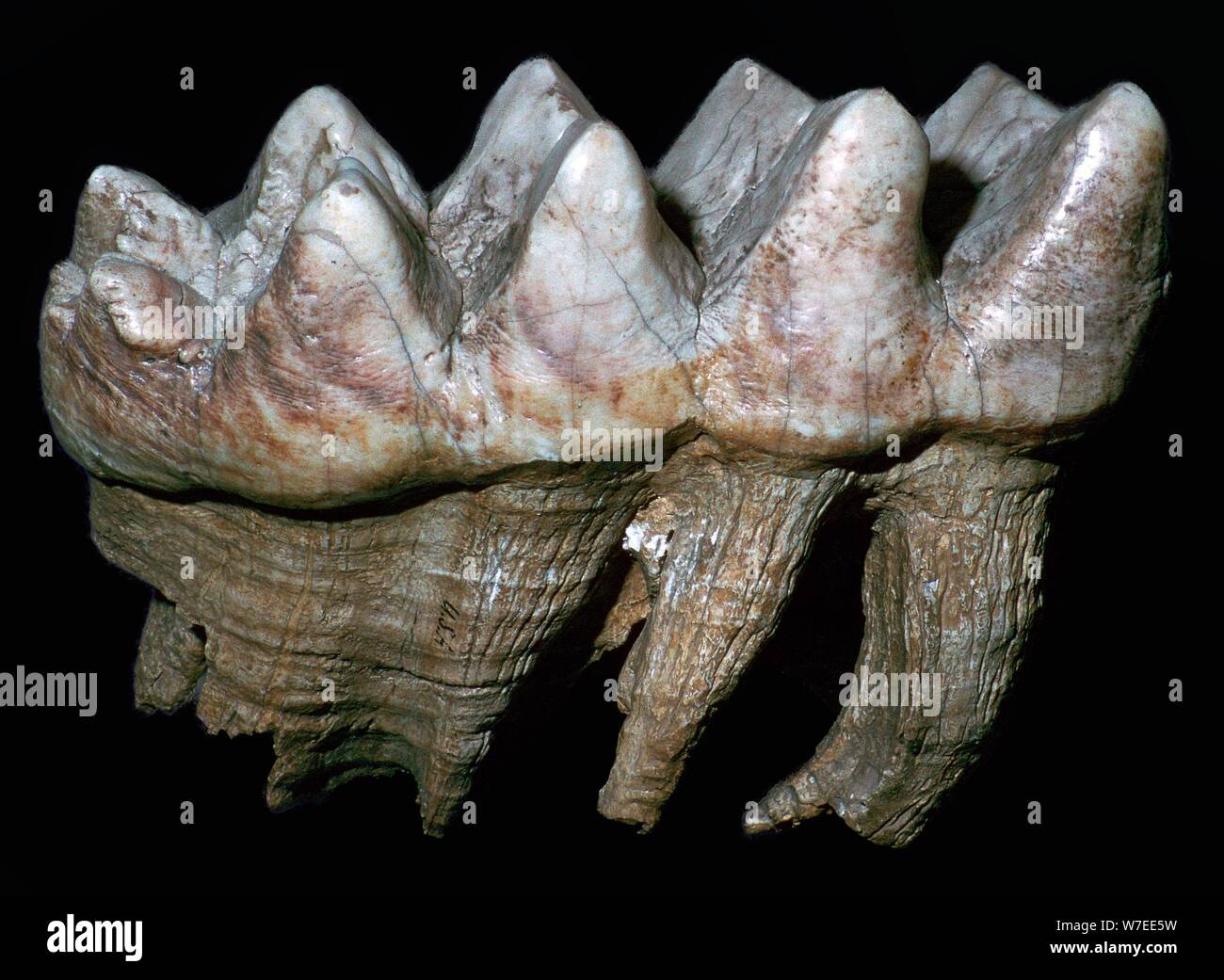 Mastodon fossil hi-res stock photography and images - Alamy