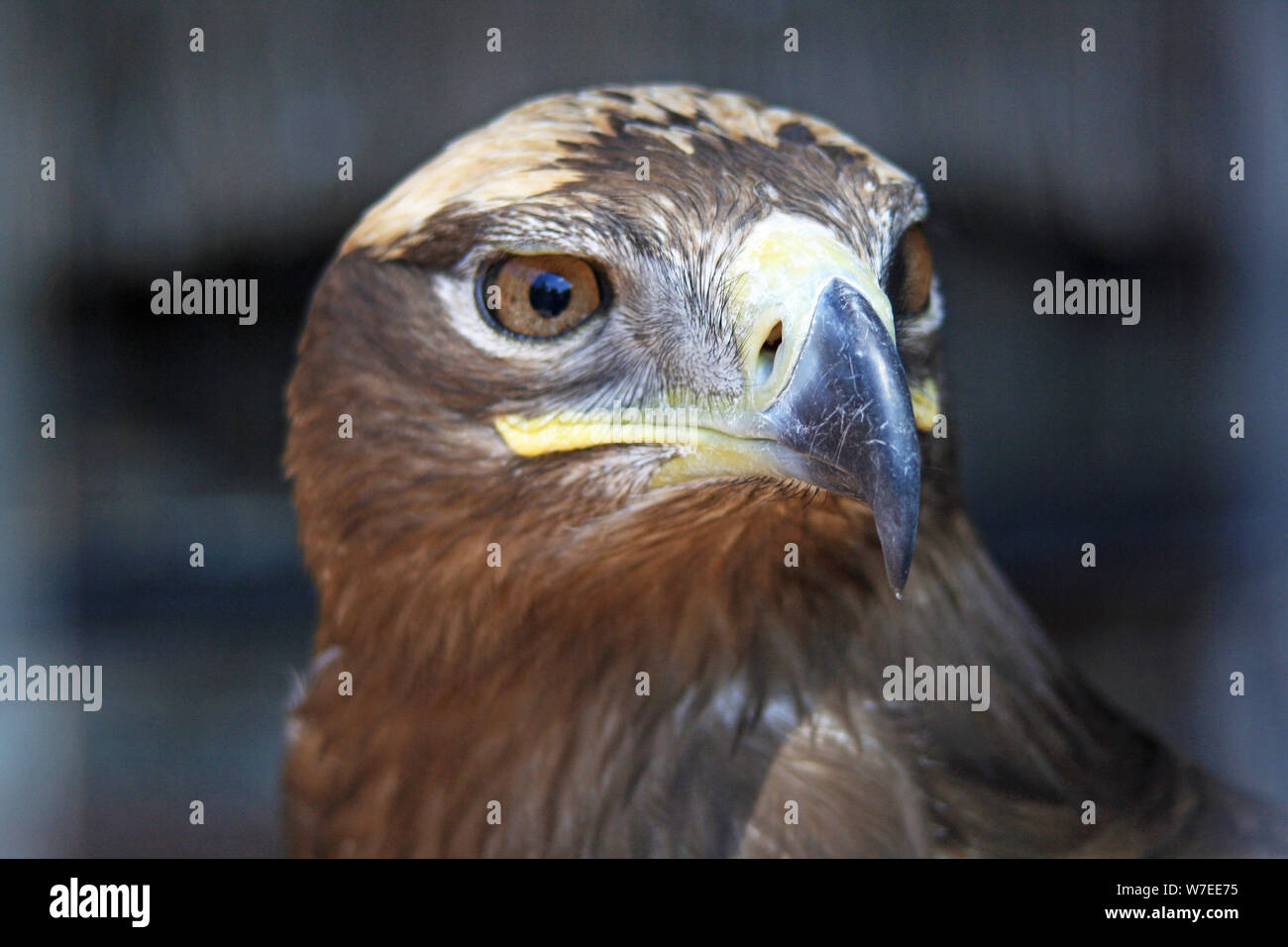 Adlerkopf hi-res stock photography and images - Alamy