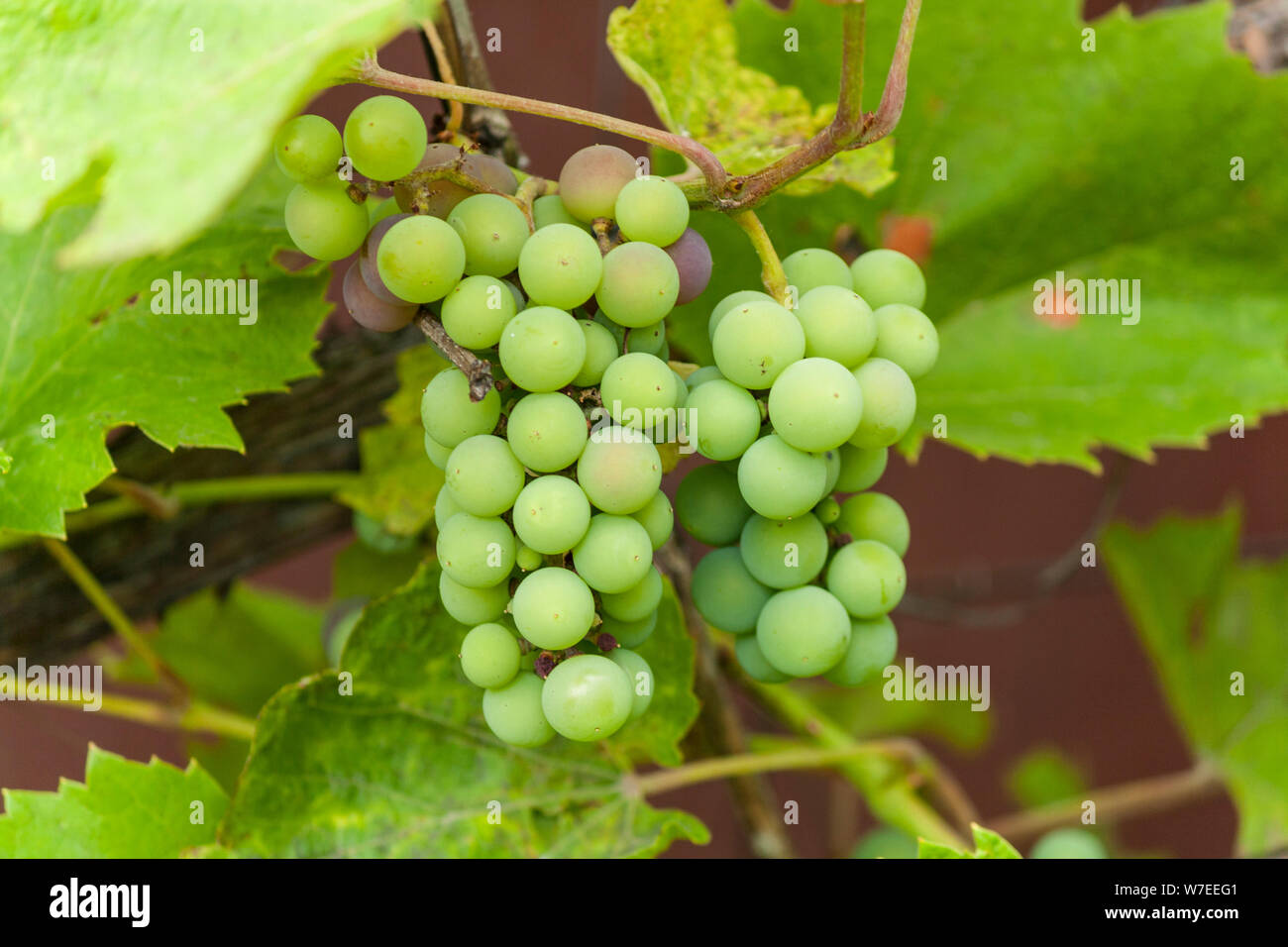Young little green grapes hi-res stock photography and images - Alamy