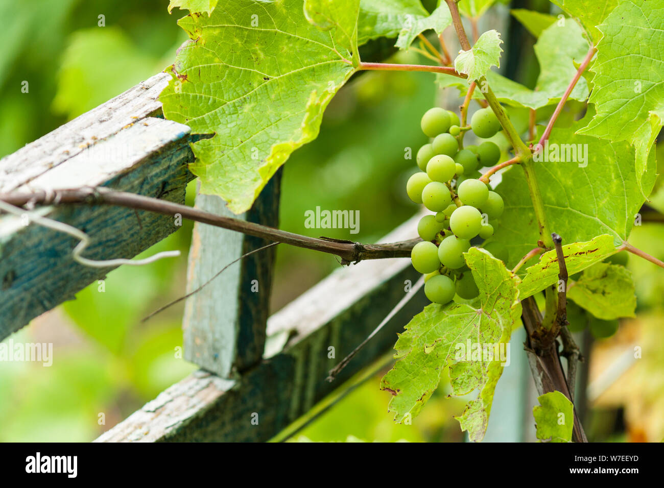 Small bunches of young green grapes with leaves in the garden Stock ...