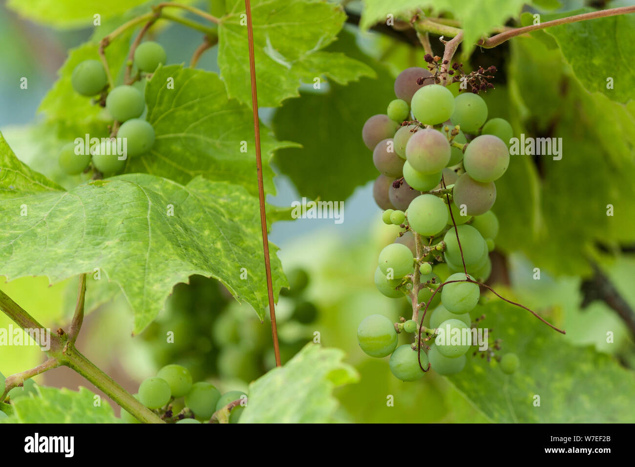 Young little green grapes hi-res stock photography and images - Alamy