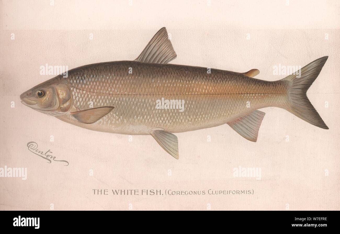 The White Fish (Coregonus Clupeiformis), c.1920s Artist: Unknown Stock ...