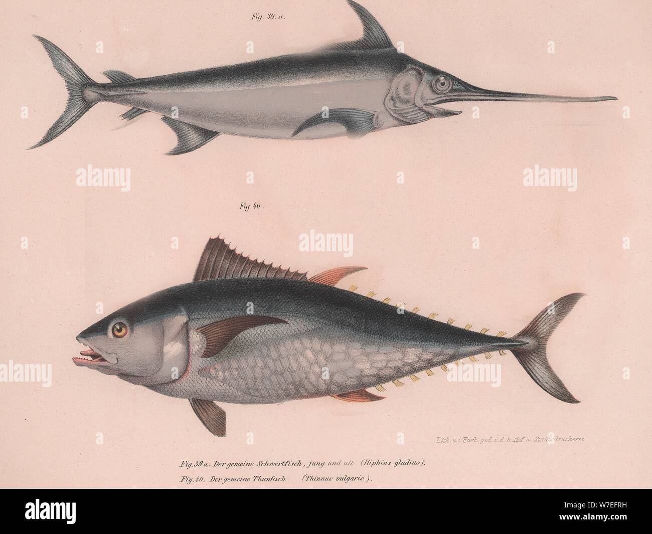 Common thunfish hi-res stock photography and images - Alamy