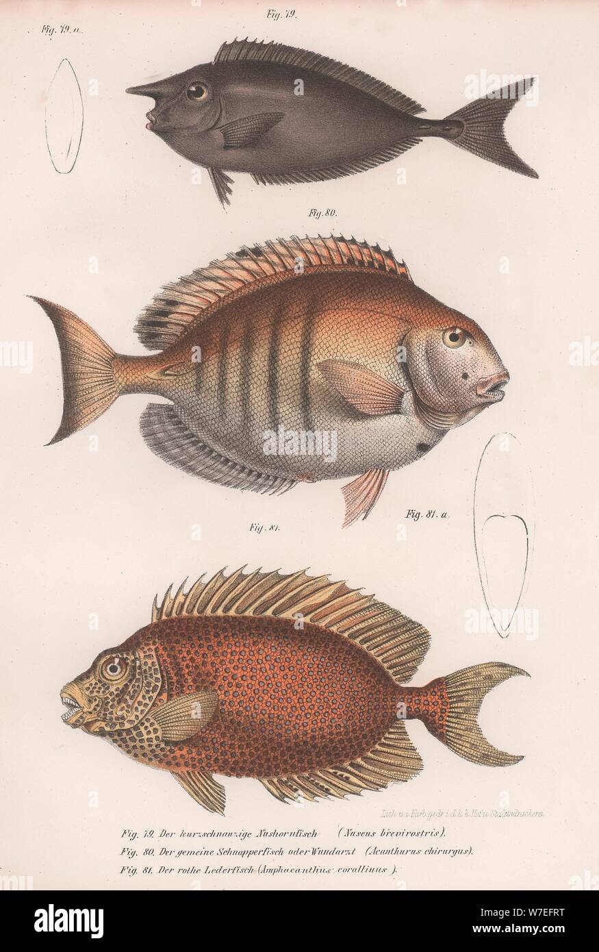 Doctorfish tang, Common snapper, Short-snouted unicornfish. Artist ...