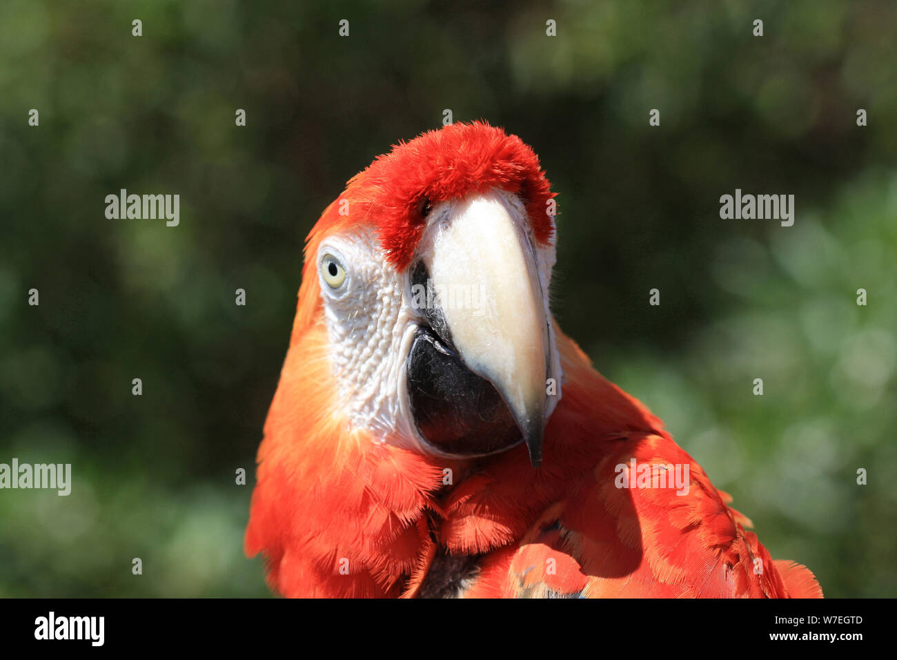 Hellroter ara hi-res stock photography and images - Alamy