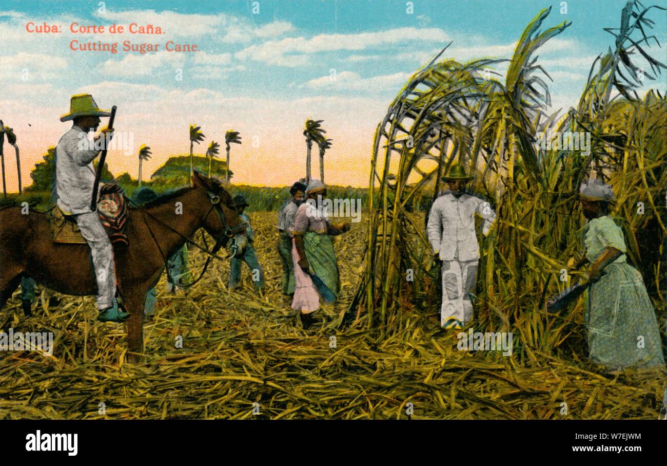 Cuba sugar cane slavery hi-res stock photography and images - Alamy