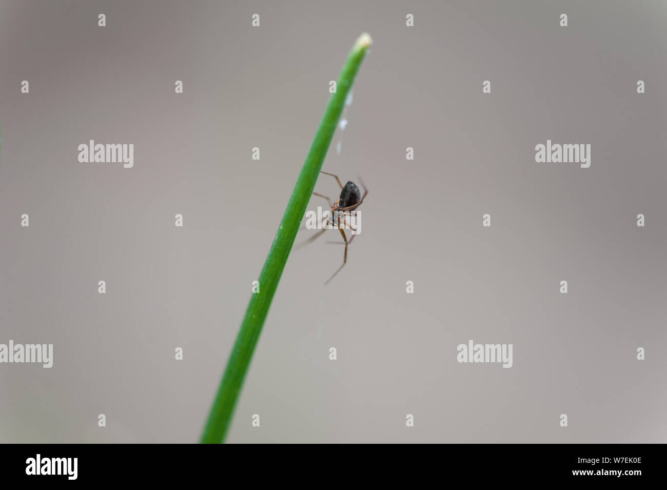 Zoomed spider hi-res stock photography and images - Alamy