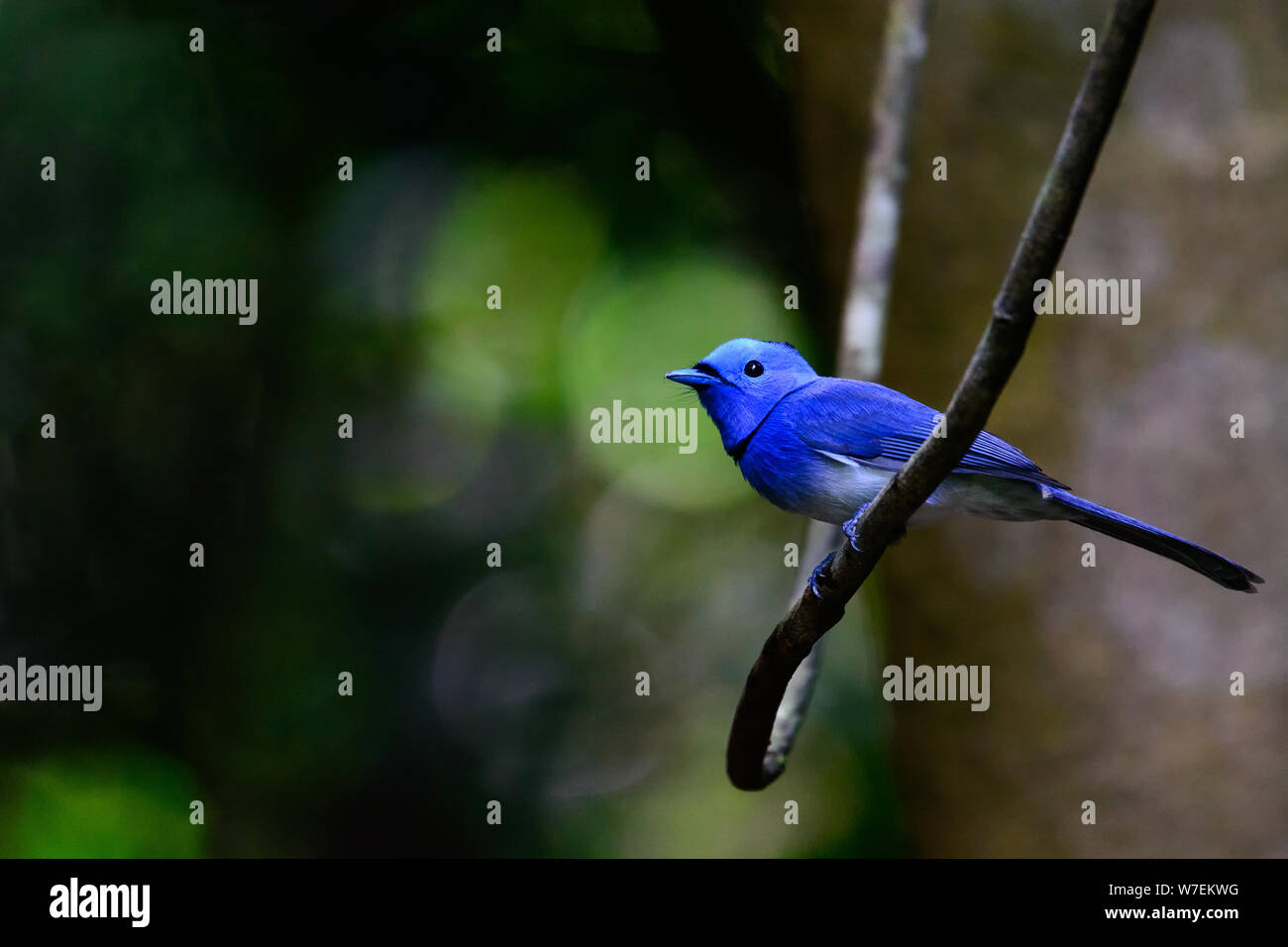 Black-naped Monarch, Scientific name : Hypothymis azurea, Family ...
