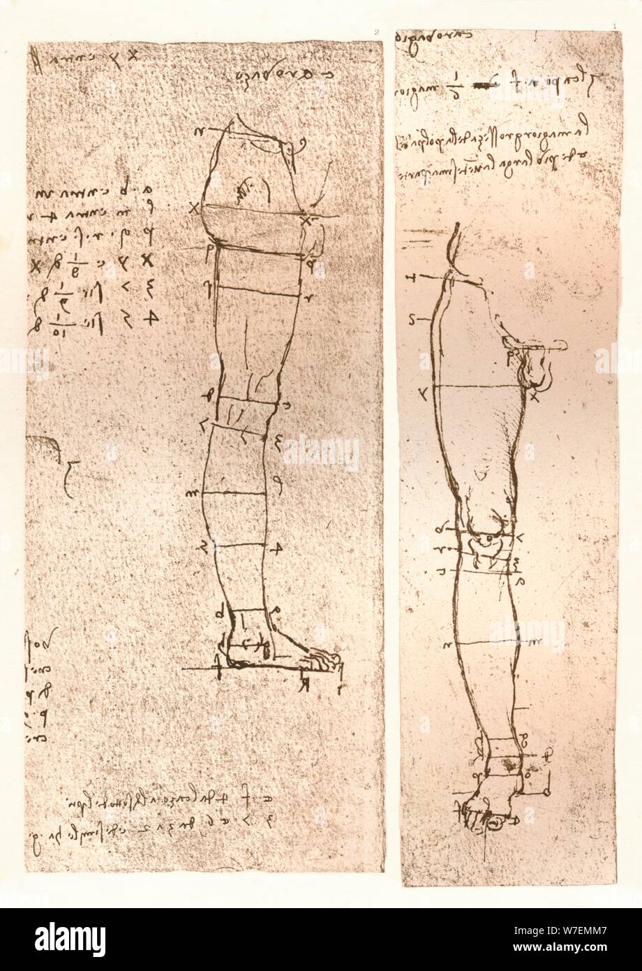 Two drawings illustrating the theory of the proportions of the human ...