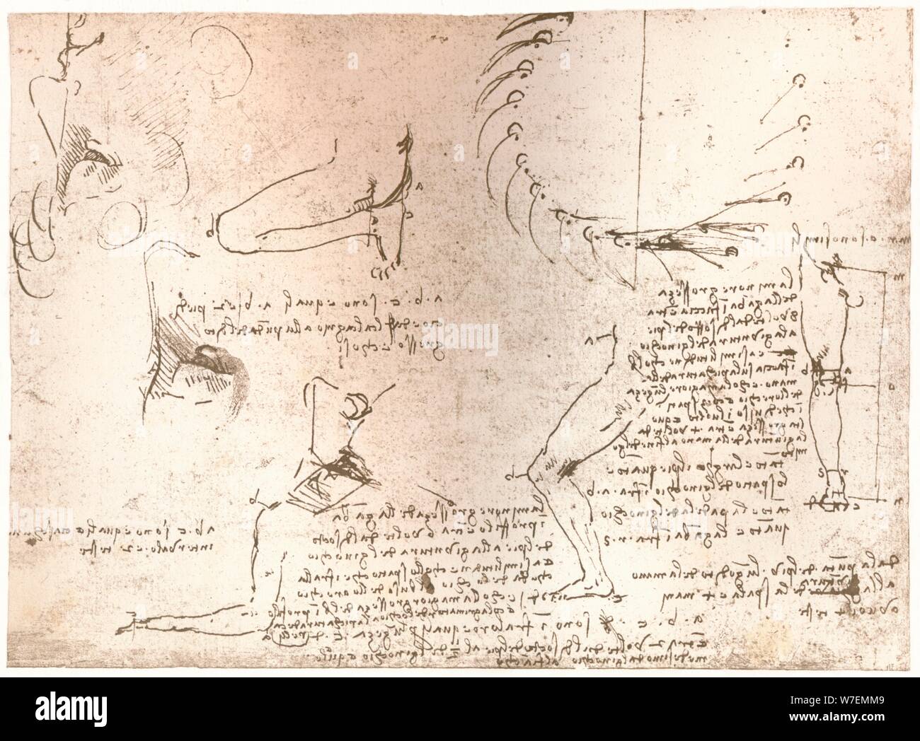 Sketches illustrating the theory of the proportions of the human figure ...