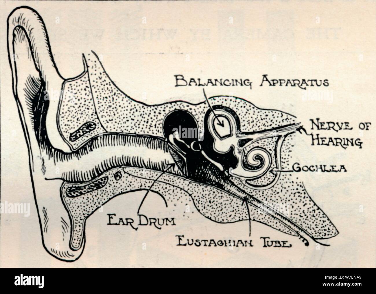 Ear drum diagram hi-res stock photography and images - Alamy