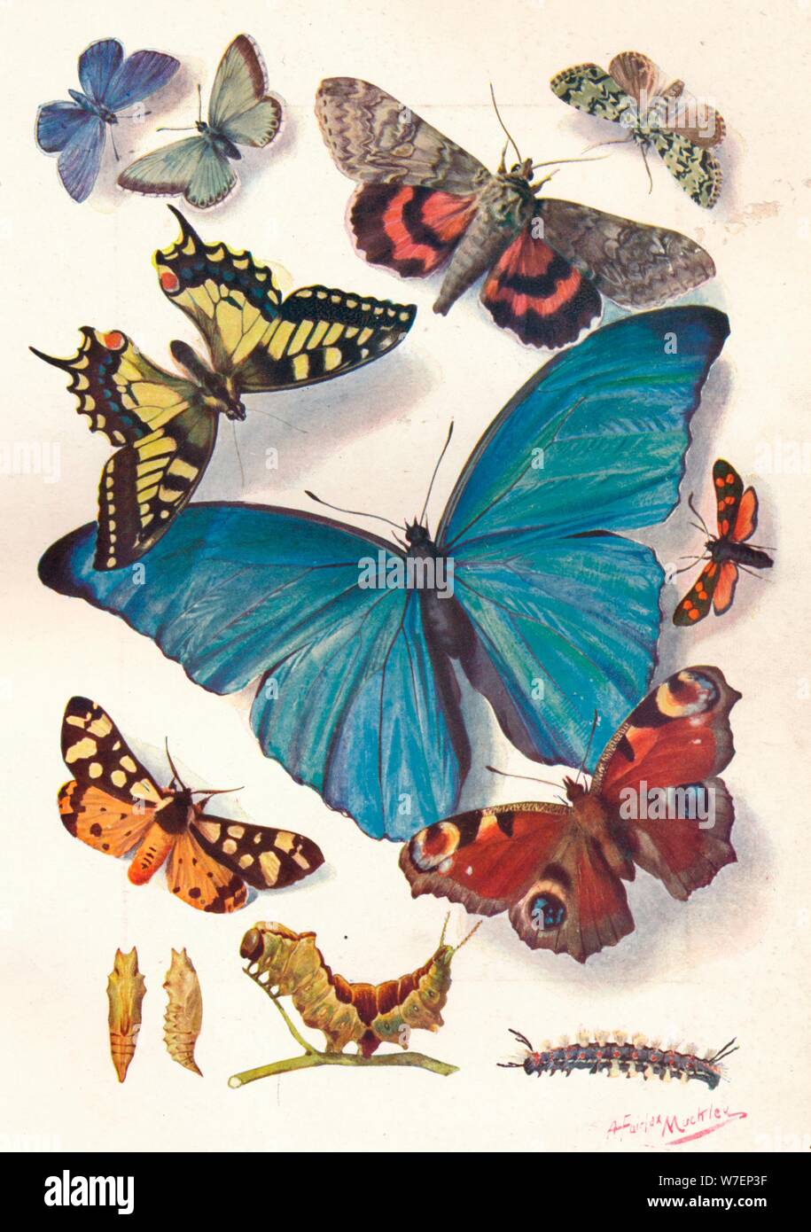 Butterfly Scientific Illustration