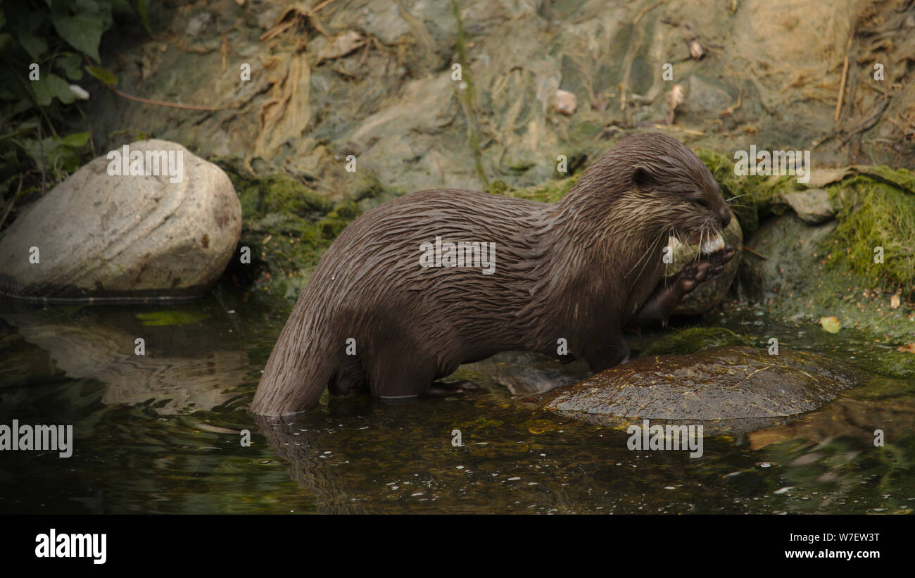 London WWT Wetland Centre animals Stock Photo - Alamy
