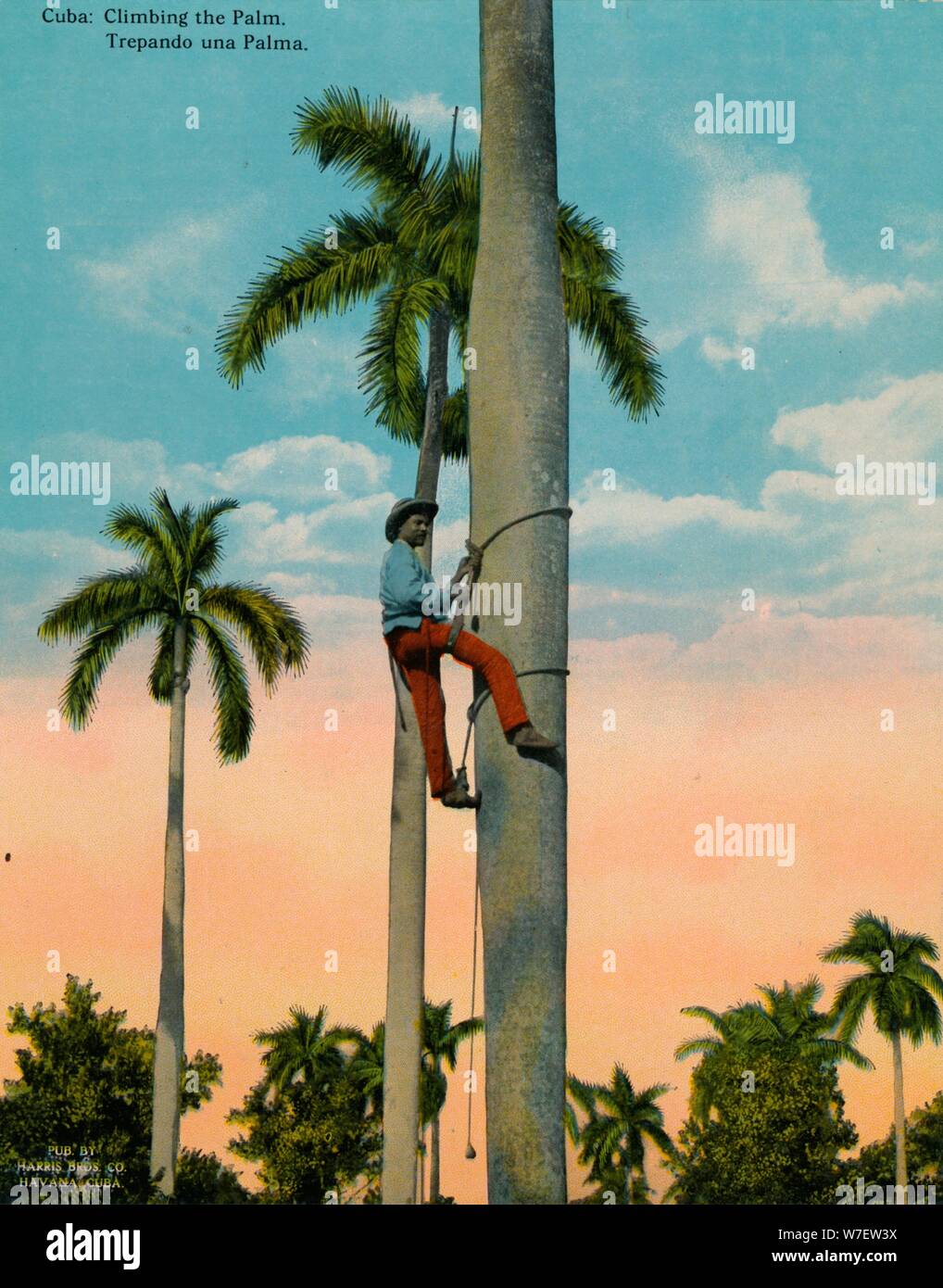 Climbing a palm tree, Cuba, c1920. Artist: Unknown Stock Photo - Alamy