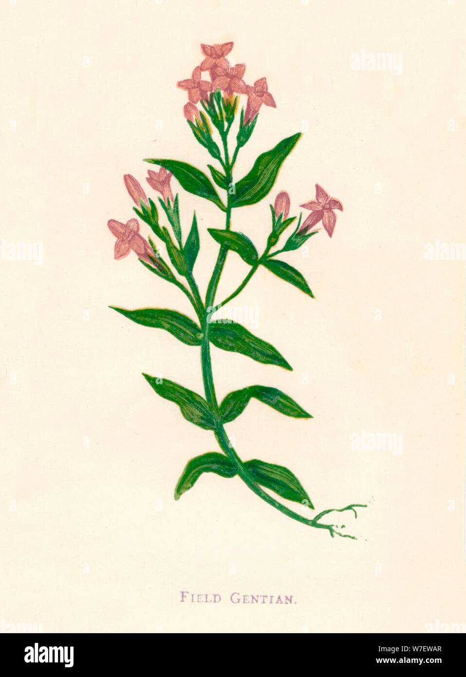 Anne pratt hi-res stock photography and images - Alamy