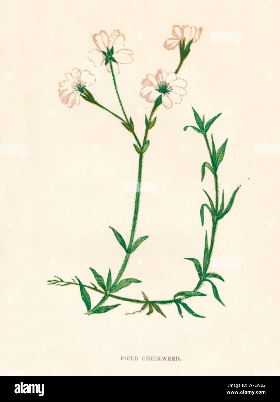 Anne pratt hi-res stock photography and images - Alamy