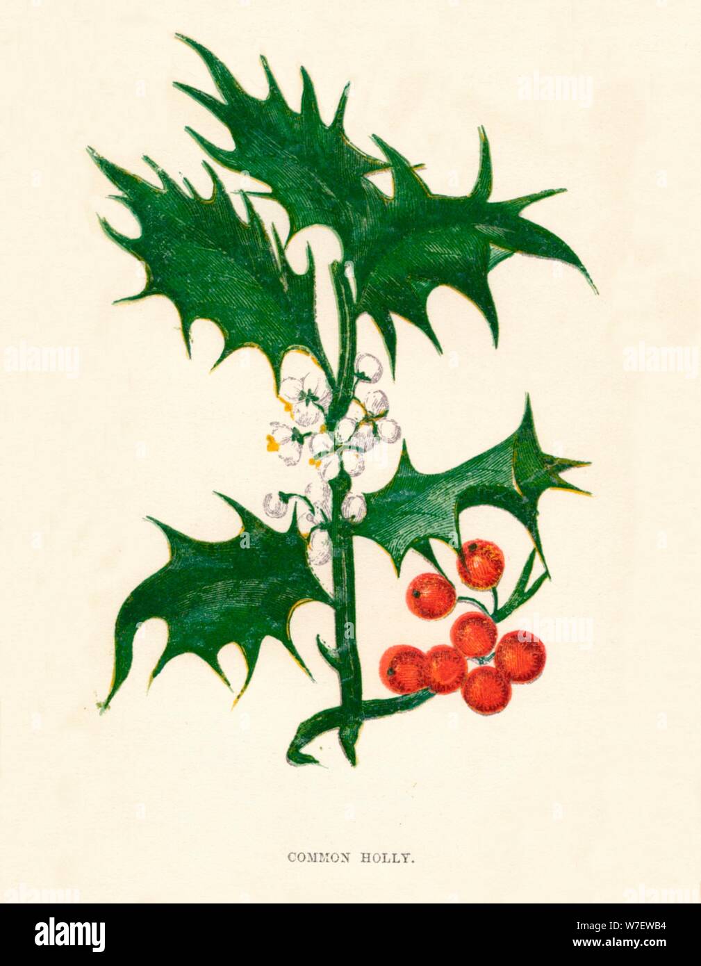 'Common Holly', c1891, (1891). Artist: Anne Pratt Stock Photo - Alamy