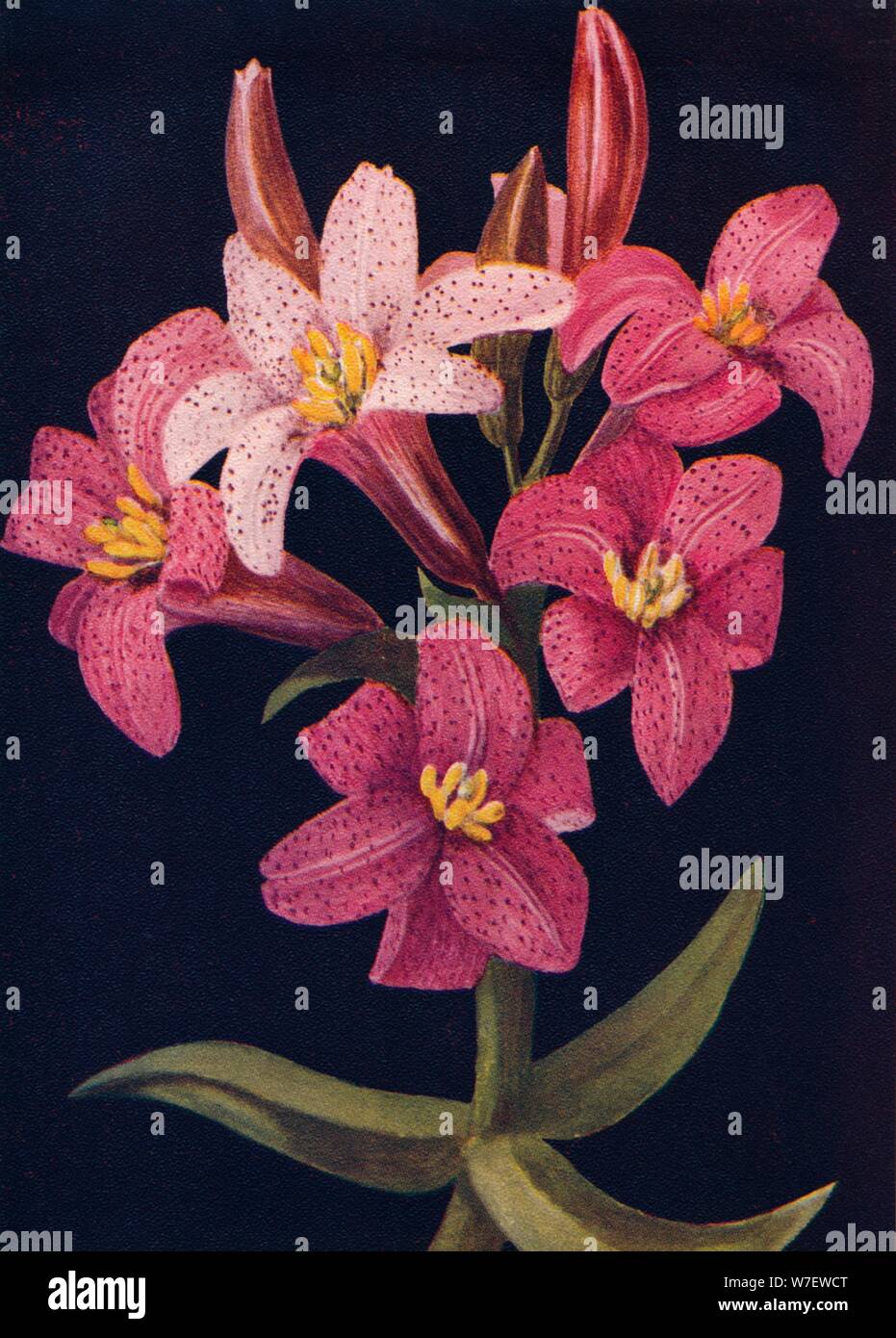 'Ruby Lily', c1915, (1915). Artist: Emma Graham Clock Stock Photo - Alamy