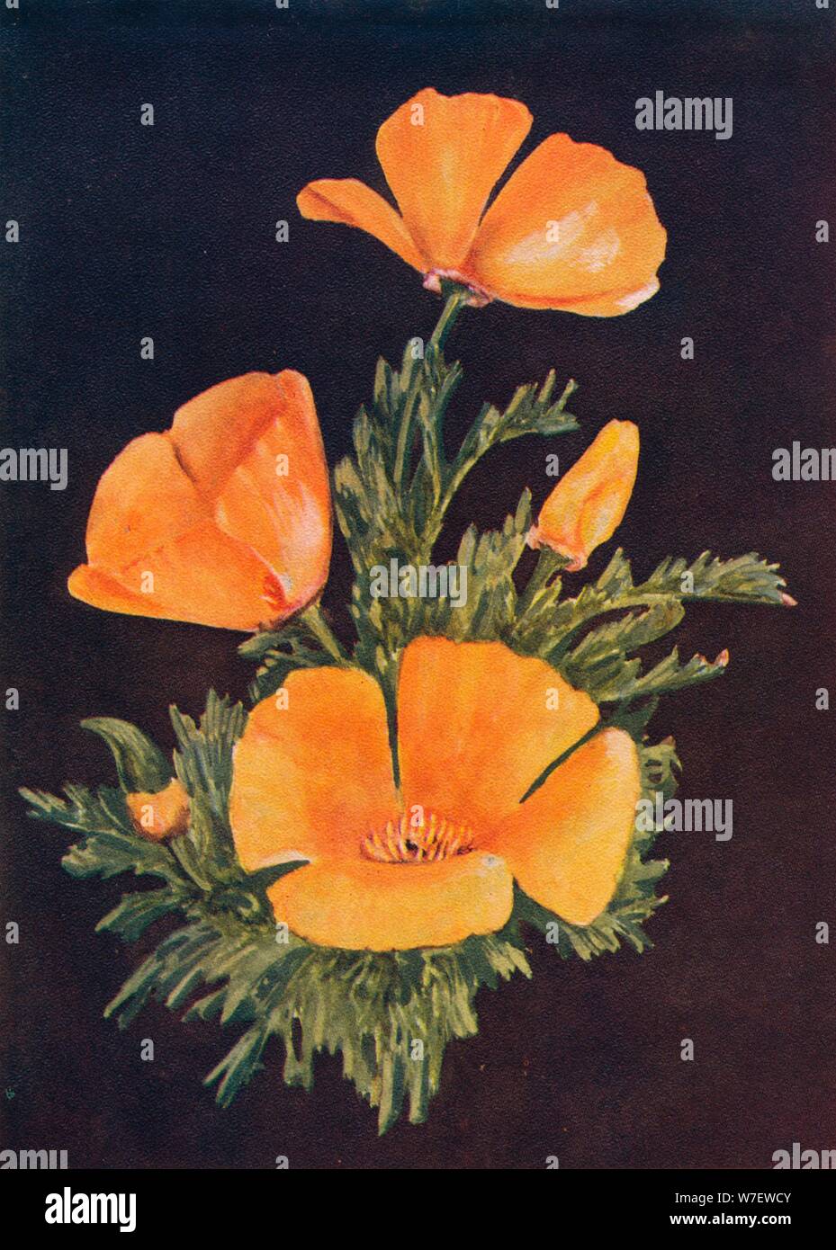 'California Poppy', c1915, (1915). Artist: Emma Graham Clock Stock ...