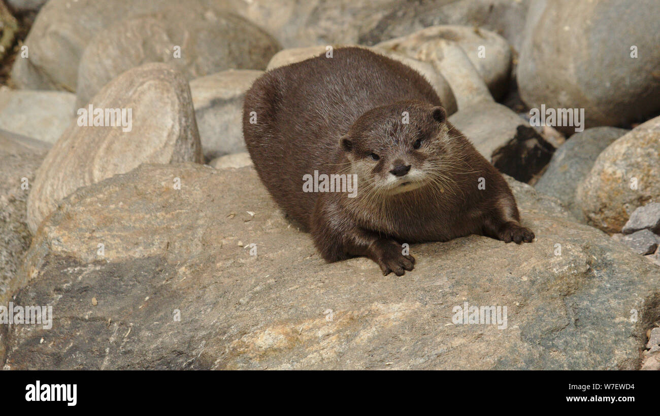 London WWT Wetland Centre animals Stock Photo - Alamy