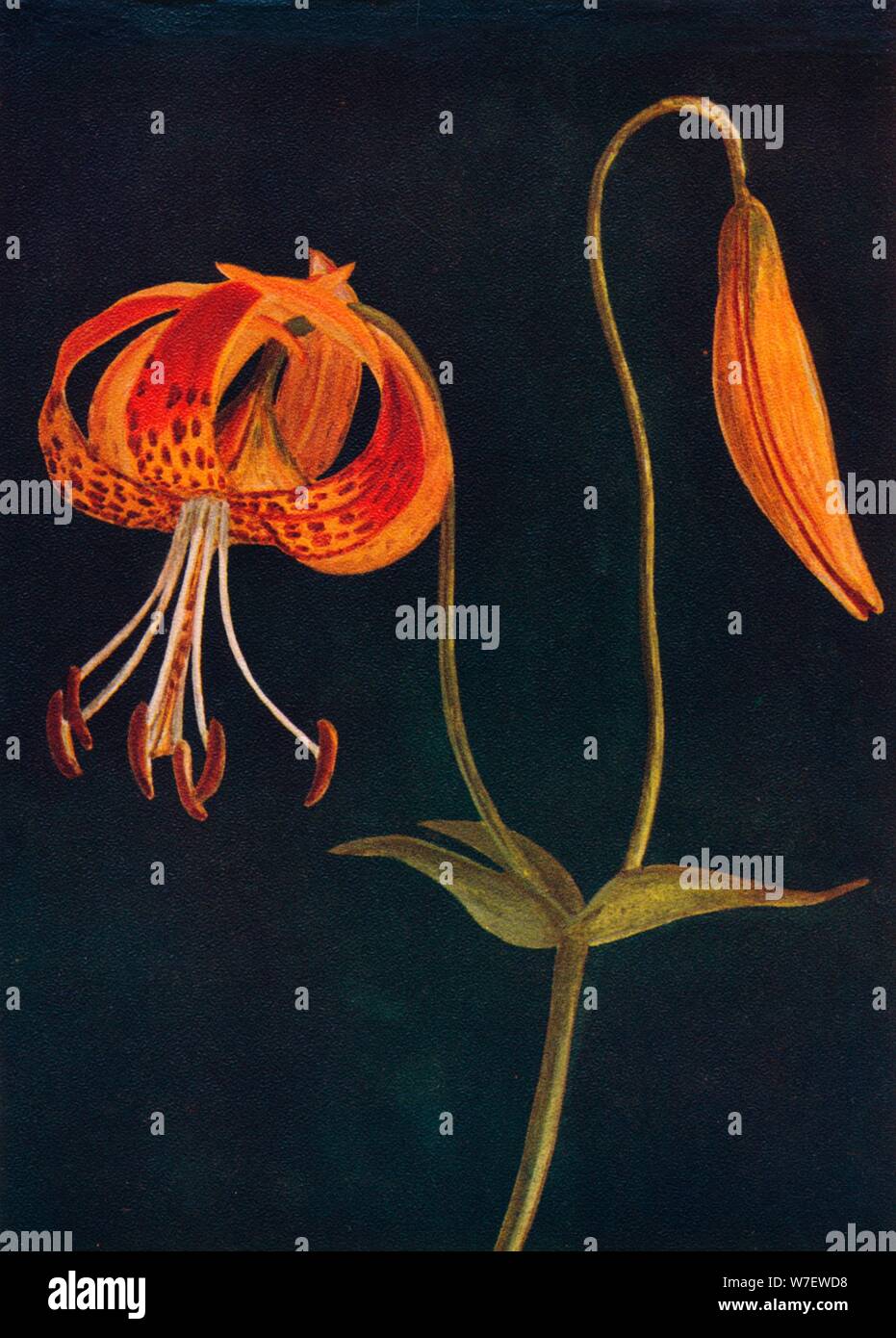 'Leopard Lily', c1915, (1915). Artist: Emma Graham Clock Stock Photo ...